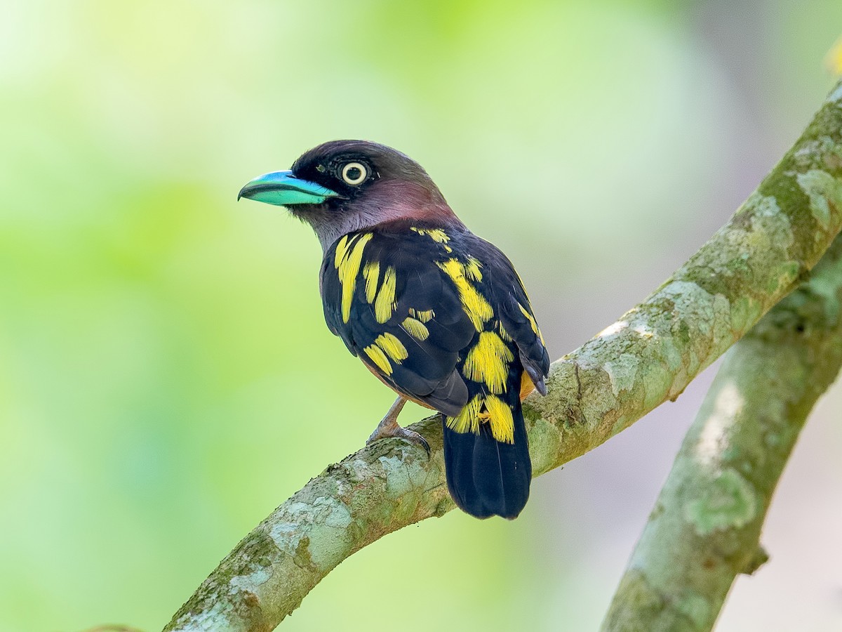 Banded Broadbill - Eurylaimus javanicus - Birds of the World