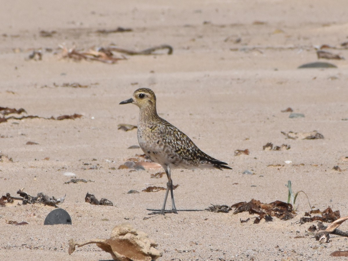 eBird Checklist - 28 Feb 2021 - Farquhar Inlet, Old Bar - 37 species