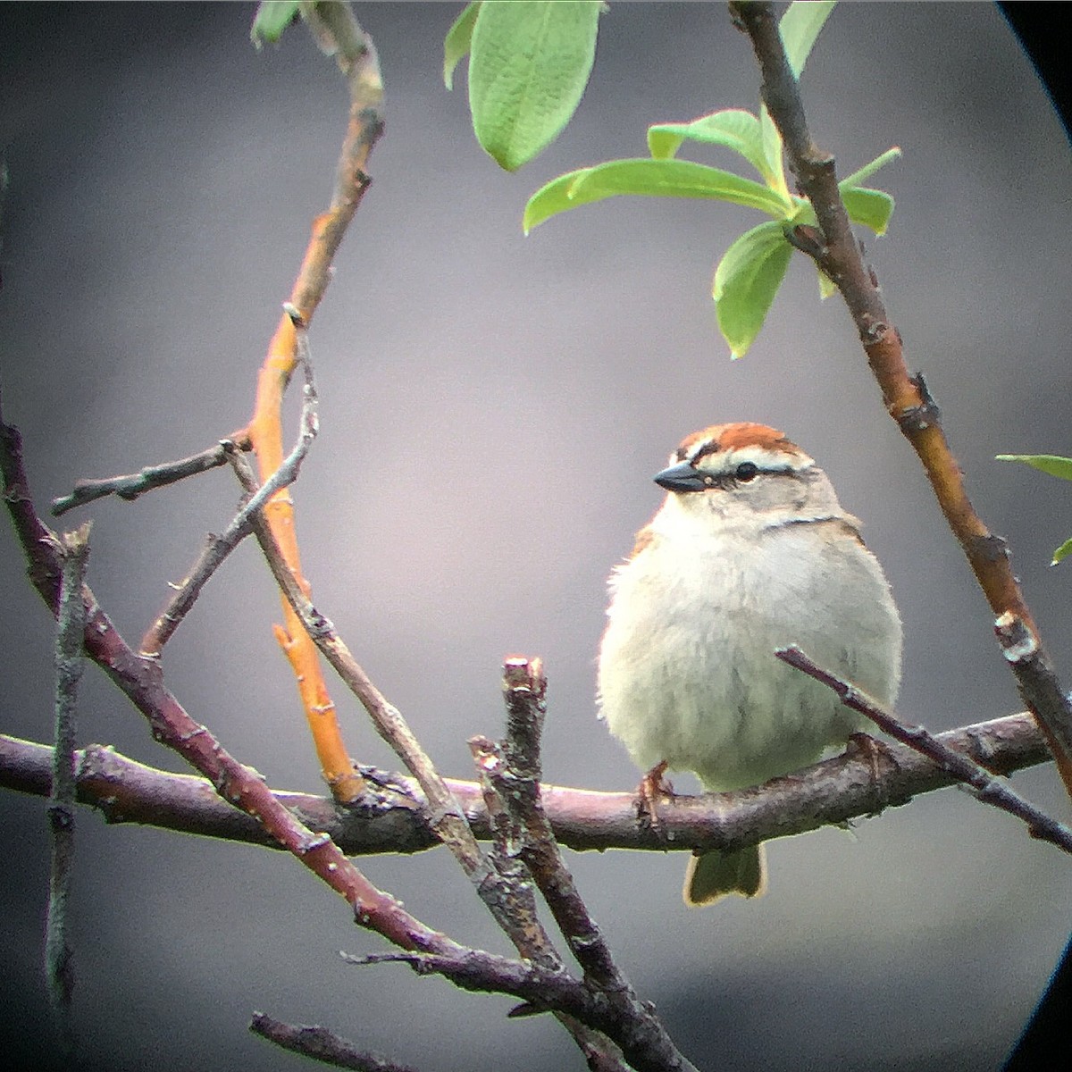 eBird Checklist - 4 Jul 2016 - Hatcher Pass--Independence Mine - 8 species