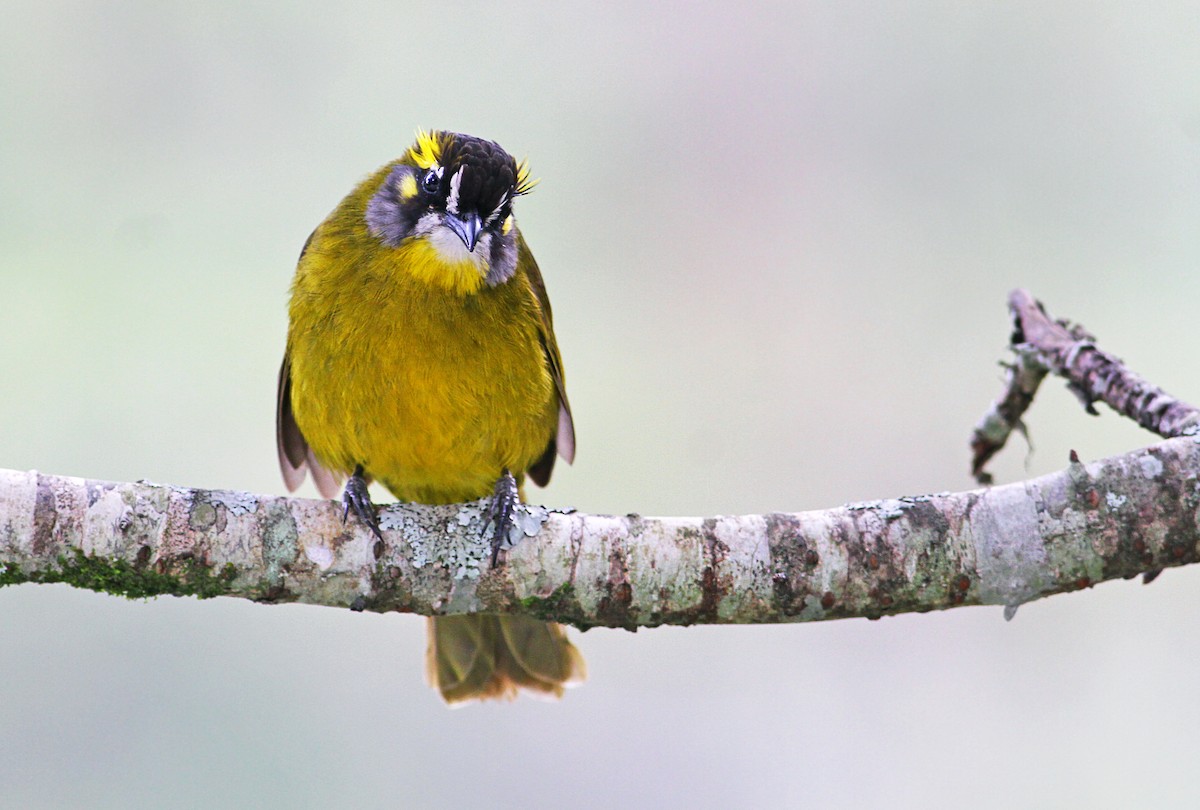 Yellow-eared Bulbul - Pycnonotus penicillatus - Birds of the World