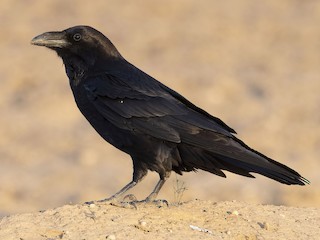 Common Raven (Northern Raven) - eBird
