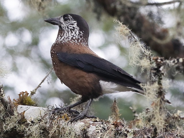 Photos - Southern Nutcracker - Nucifraga hemispila - Birds of the World