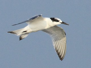 Sandwich Tern - eBird