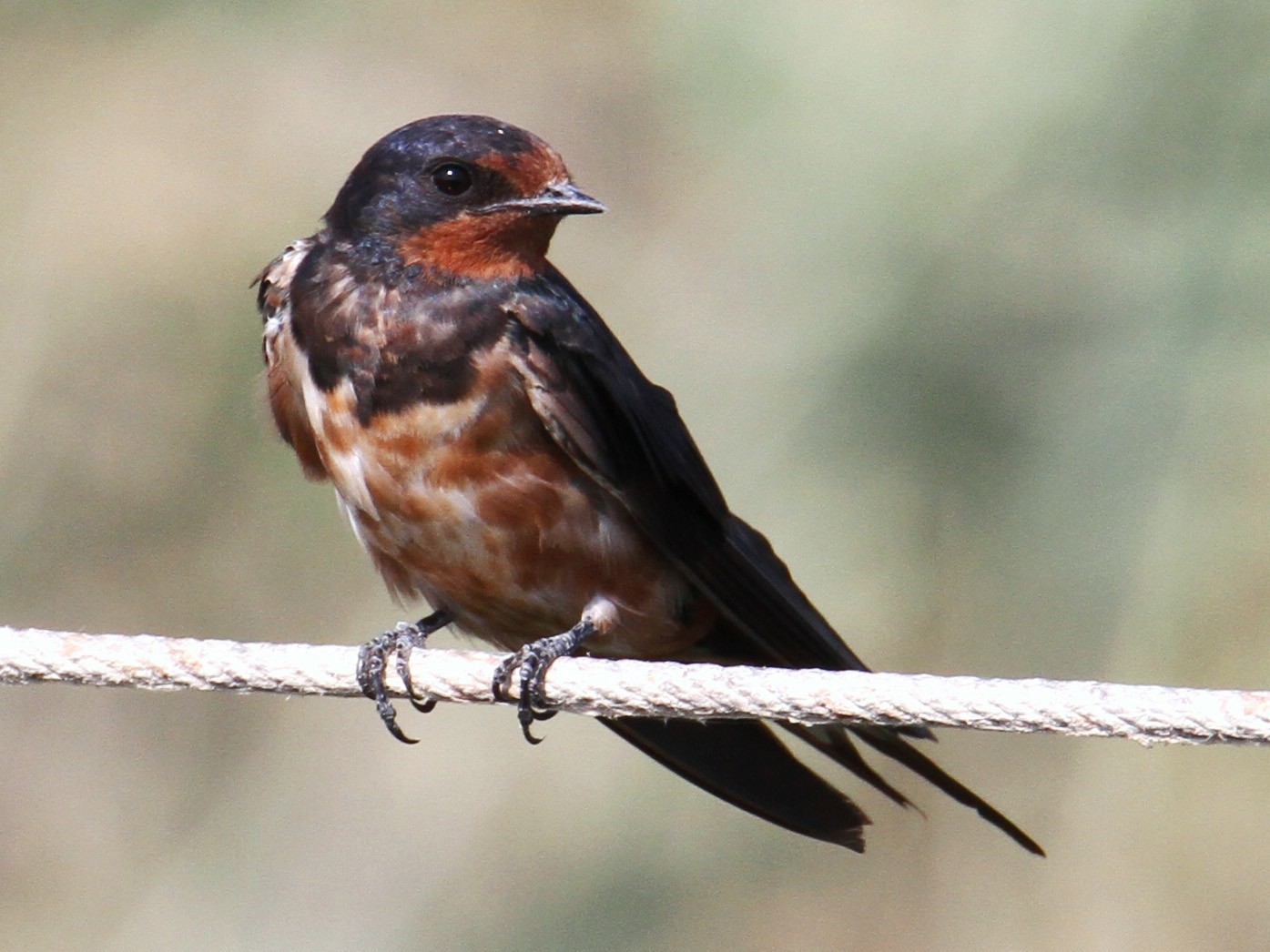 Barn Swallow - eBird