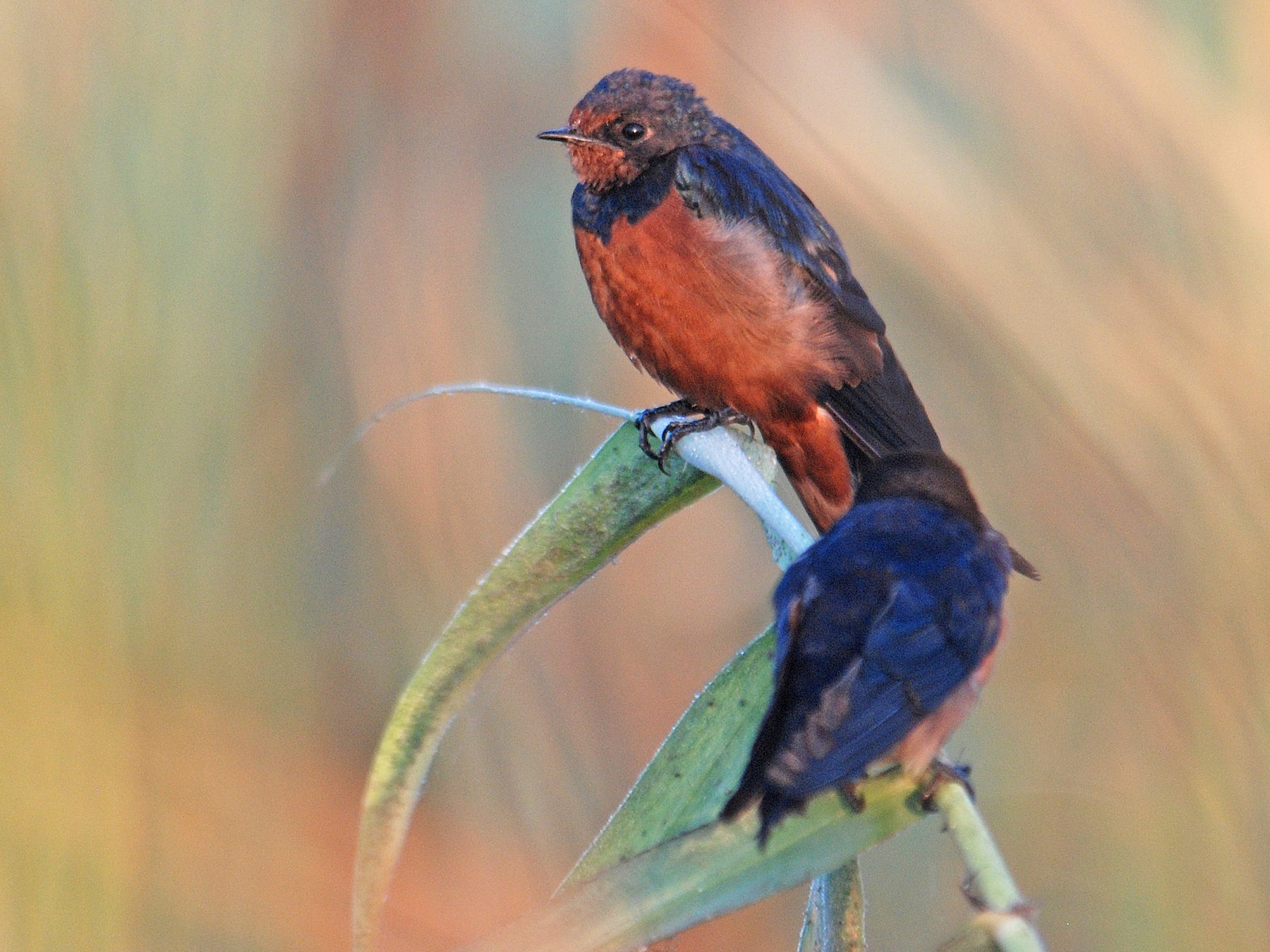 Barn Swallow - eBird