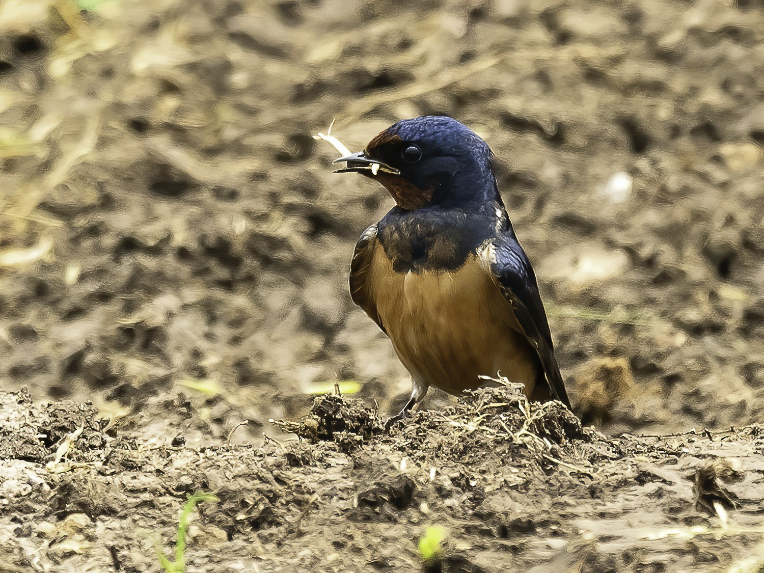 Barn Swallow - eBird