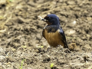 Barn Swallow - eBird