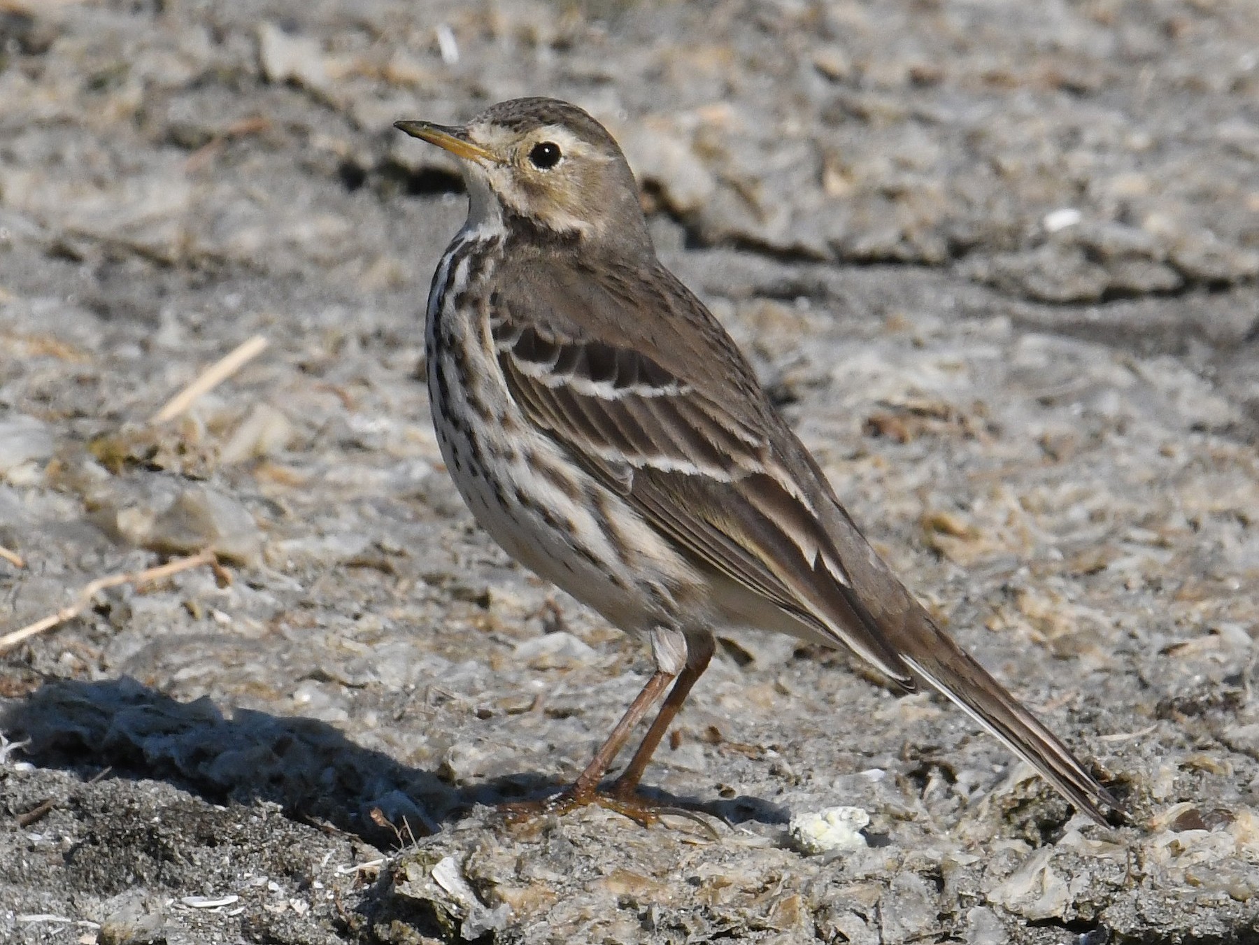 American Pipit In Flight