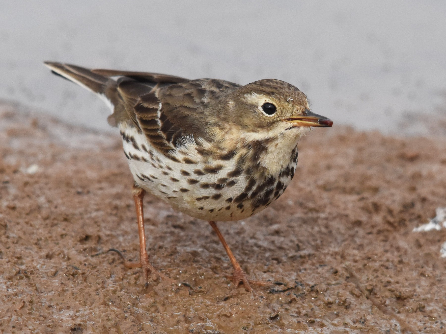 American Pipit - eBird