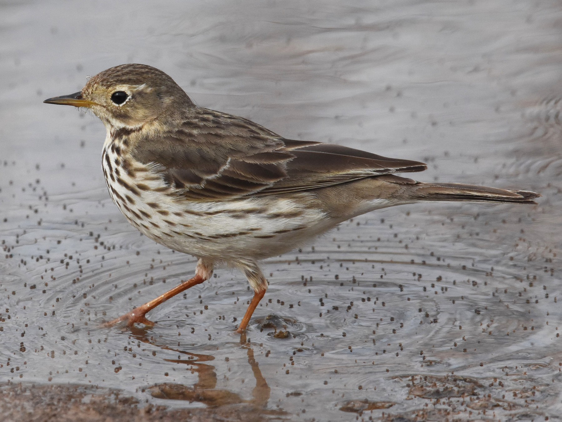 American Pipit - eBird