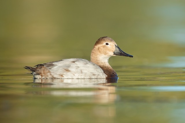 Hen Canvasback Duck