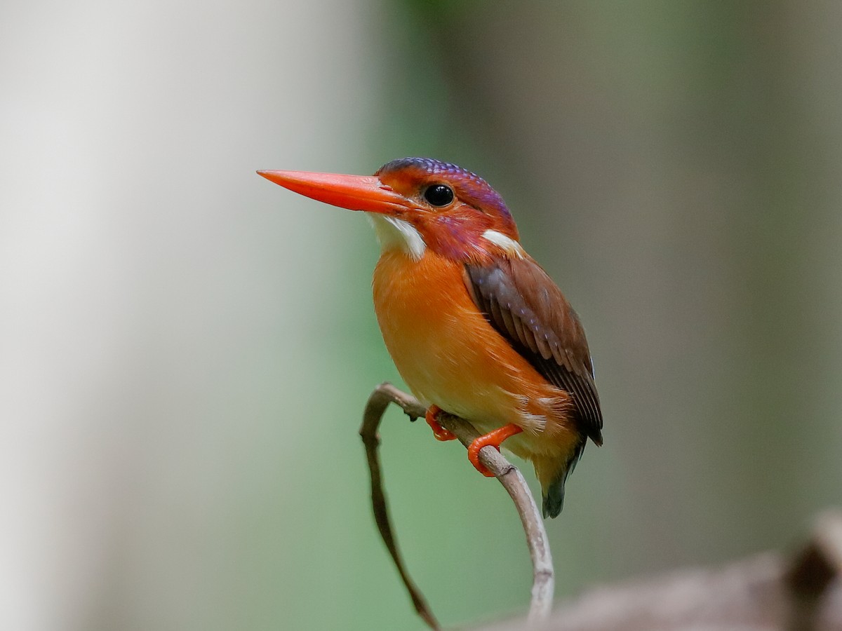 Sulawesi Dwarf-Kingfisher - Ceyx fallax - Birds of the World