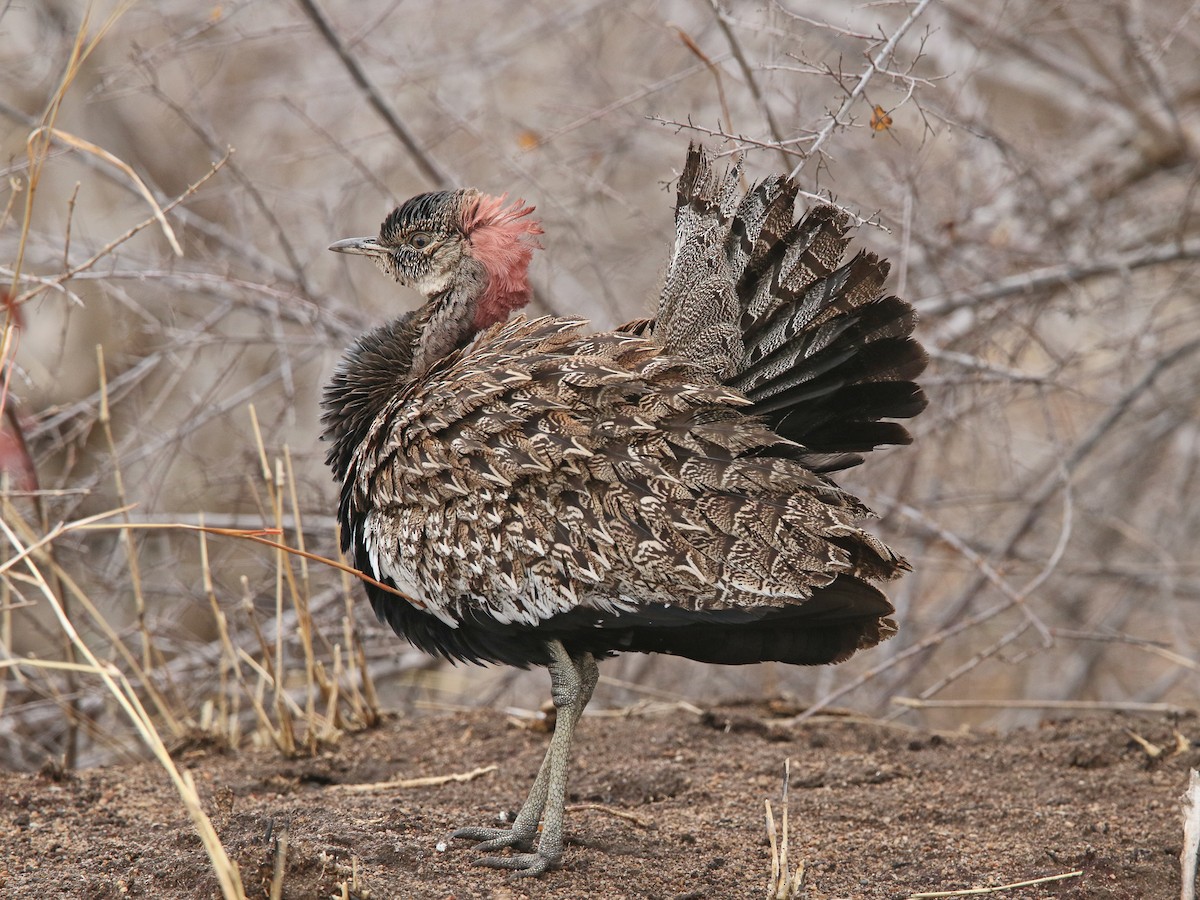 Red-crested Bustard - Lophotis ruficrista - Birds of the World