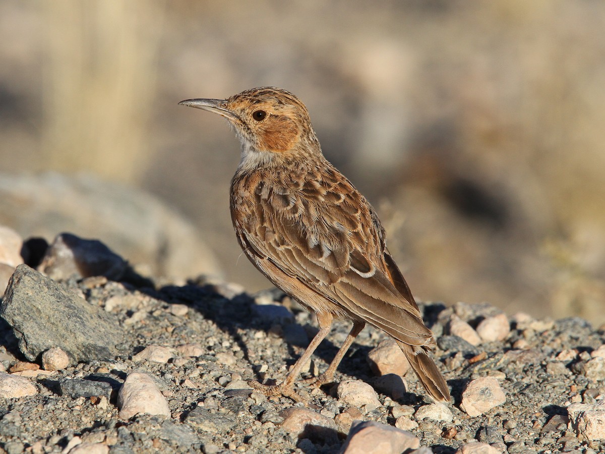 Spike-heeled Lark - Chersomanes albofasciata - Birds of the World