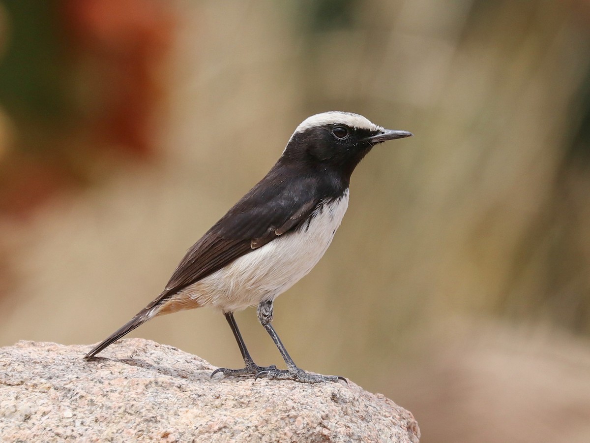 Arabian Wheatear - Oenanthe lugentoides - Birds of the World