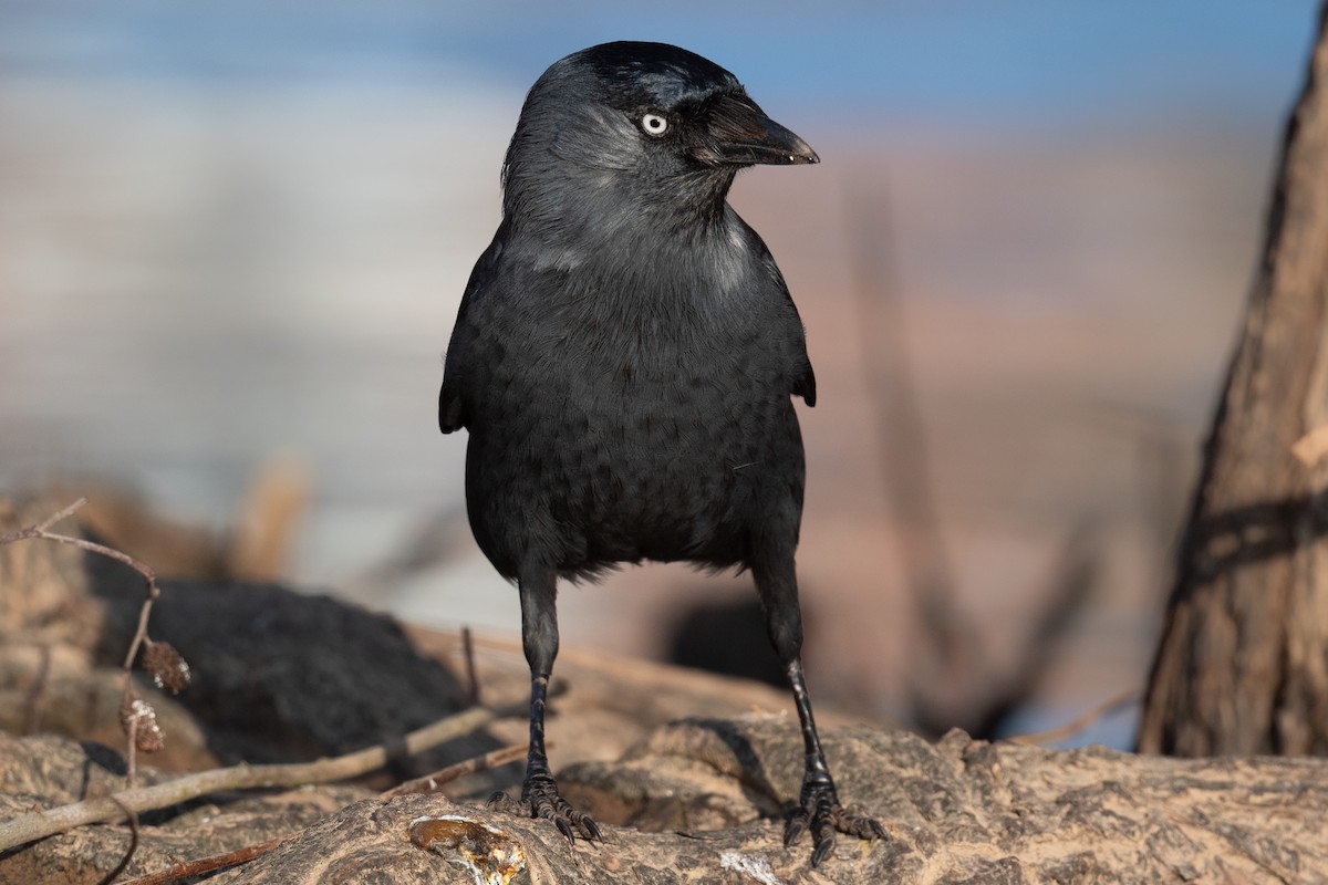 eBird Checklist - 1 Mar 2021 - Exeter Quay - 12 species (+2 other taxa)