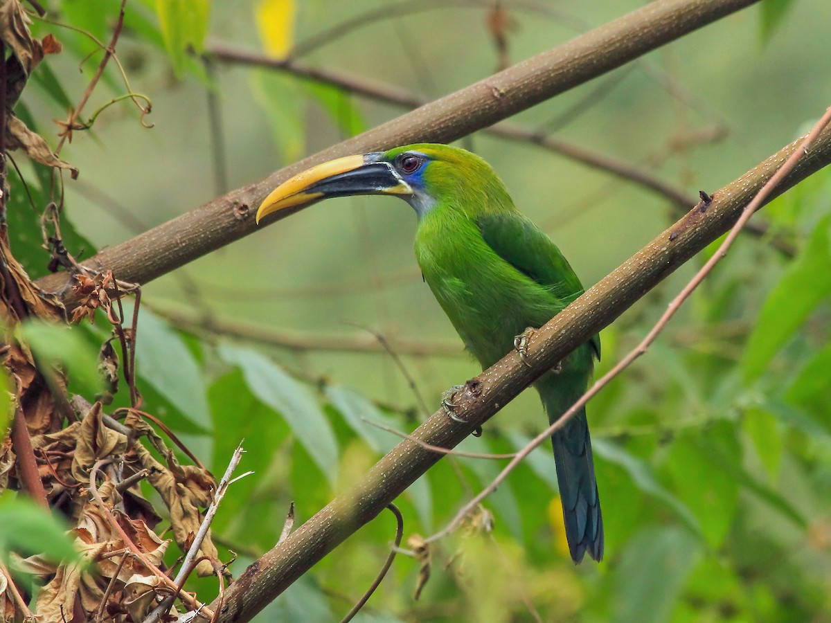 Groove-billed Toucanet - Aulacorhynchus sulcatus - Birds of the World