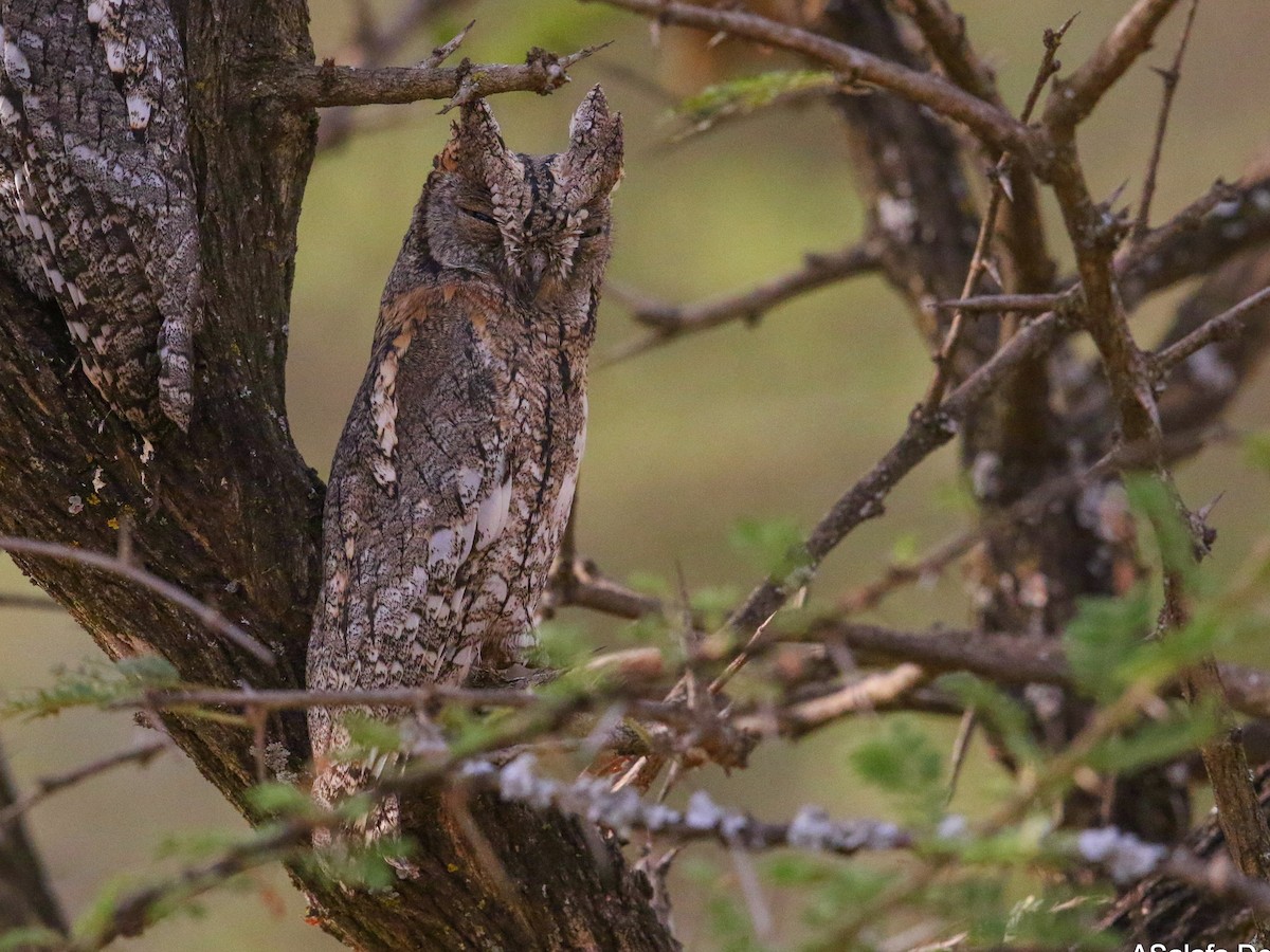 African Scops-Owl - Otus senegalensis - Birds of the World