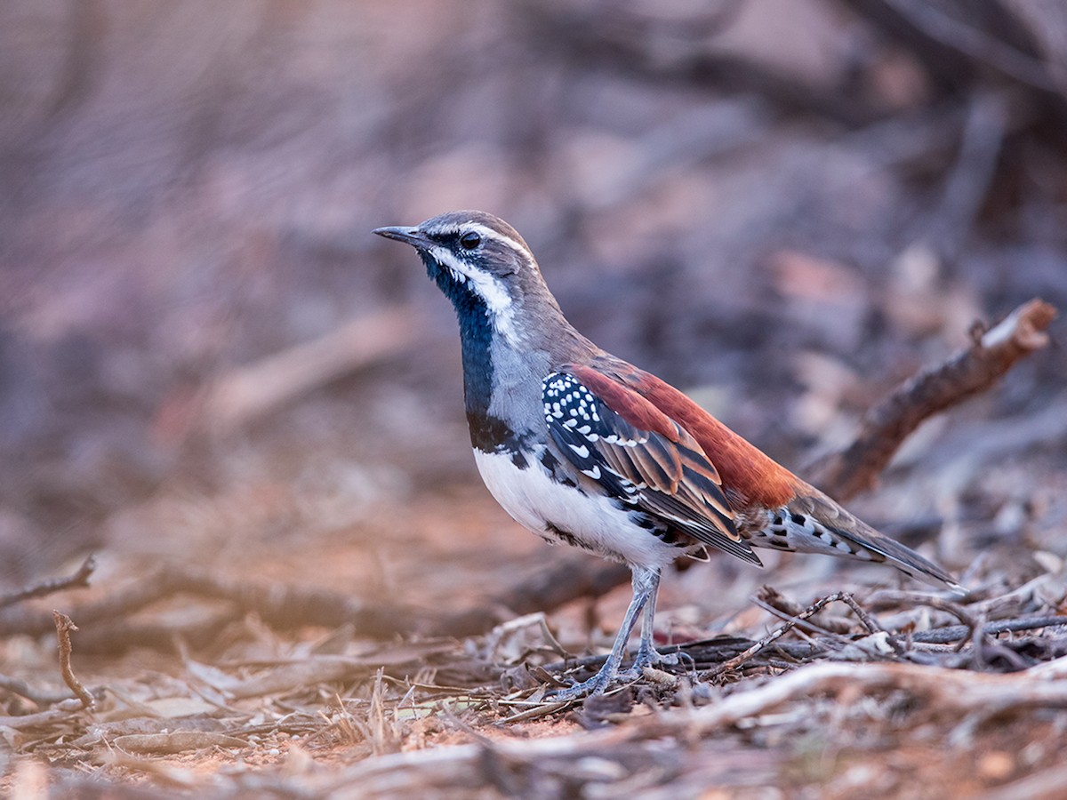 Copperback Quail-thrush - Cinclosoma clarum - Birds of the World