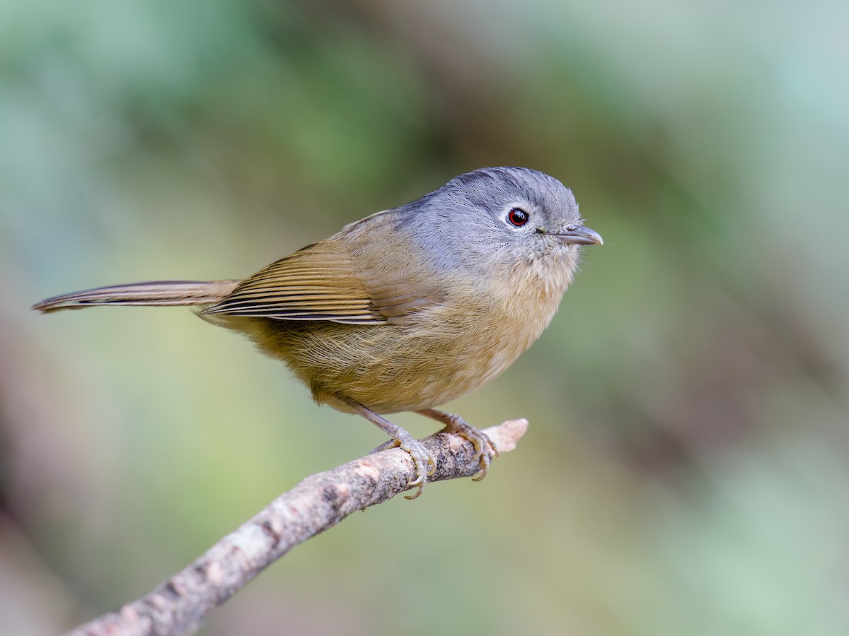 Yunnan Fulvetta - Alcippe fratercula - Birds of the World
