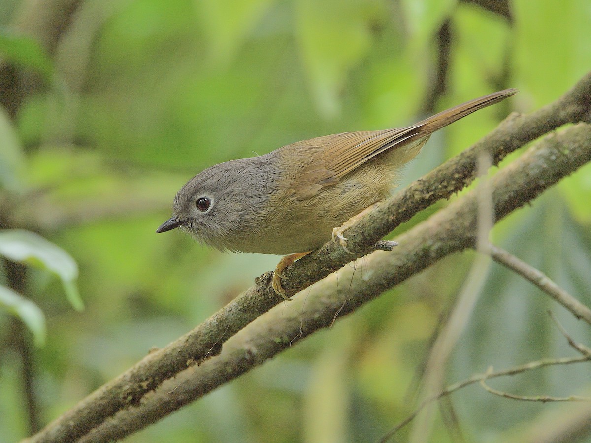 Huet's Fulvetta - Alcippe hueti - Birds of the World