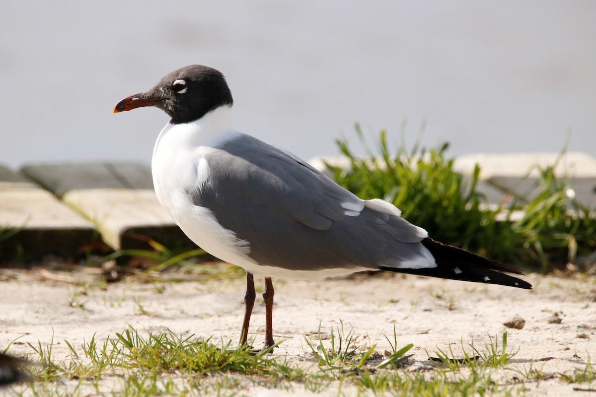 eBird Checklist - 2 Mar 2021 - Havens Garden Park - 15 species