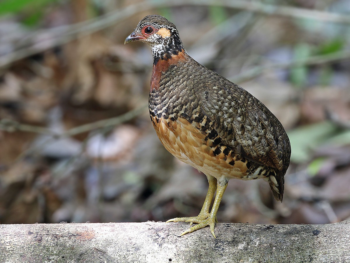 Chestnut-necklaced Partridge - Tropicoperdix charltonii - Birds of the ...