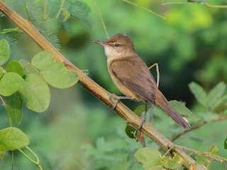 Clamorous Reed Warbler - Acrocephalus stentoreus - Birds of the World