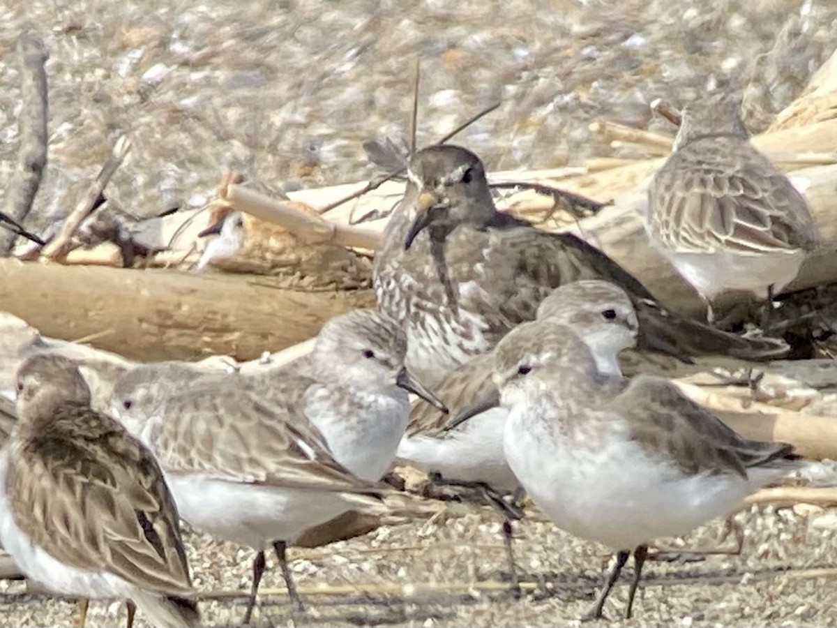 eBird Checklist - 2 Mar 2021 - Point Reyes National Seashore, Inverness ...