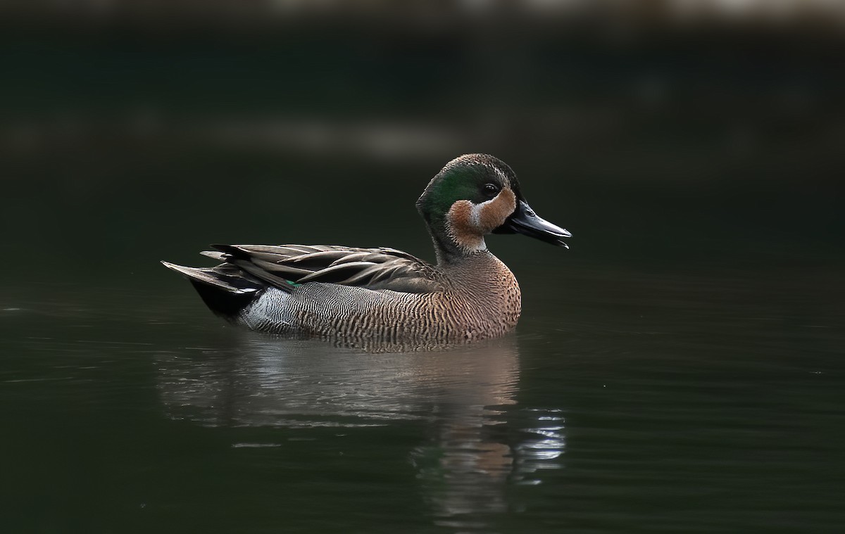 Blue-winged x Green-winged Teal (hybrid) - eBird