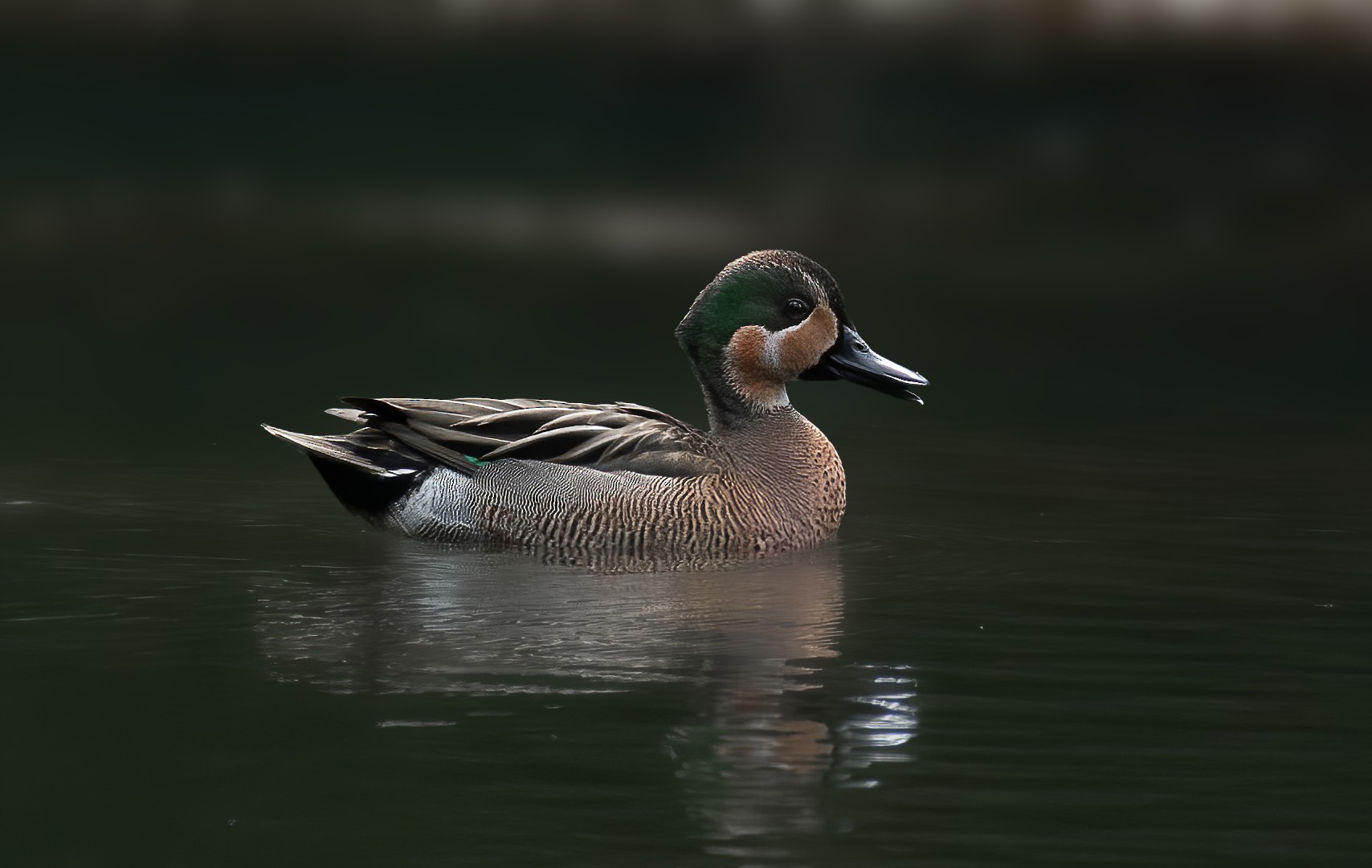 Green Winged Teal Wing Head