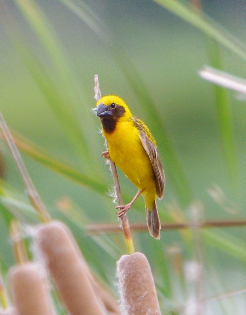 eBird Checklist - 26 Jul 2012 - Bang Pu--Recreation Center - 10 species