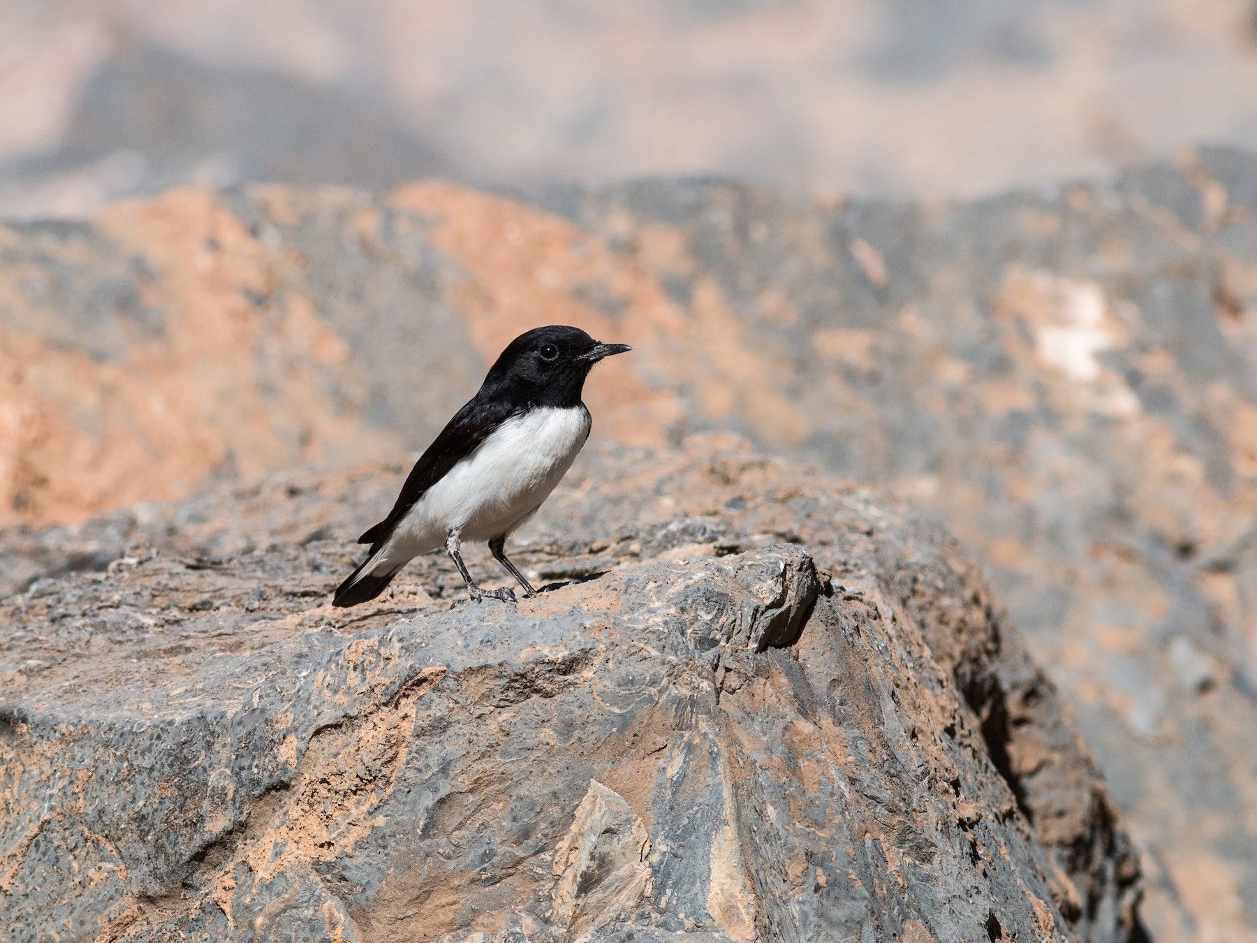 Hume's Wheatear - eBird
