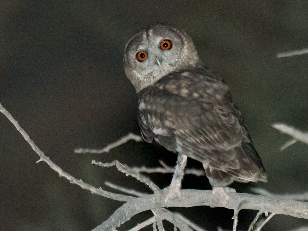 Chouette de Butler - eBird