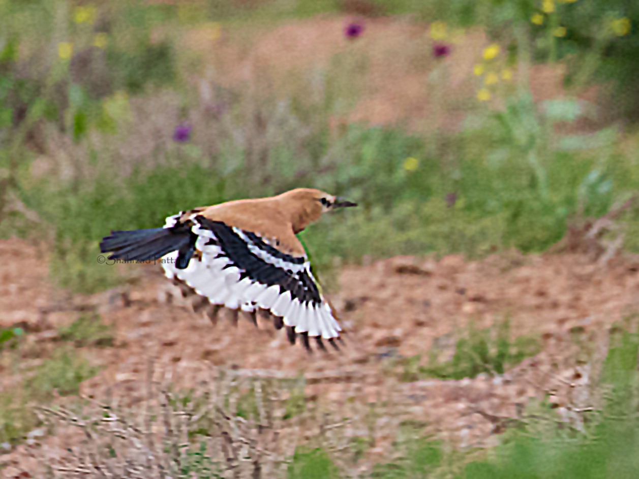 Iranian Ground-Jay - eBird