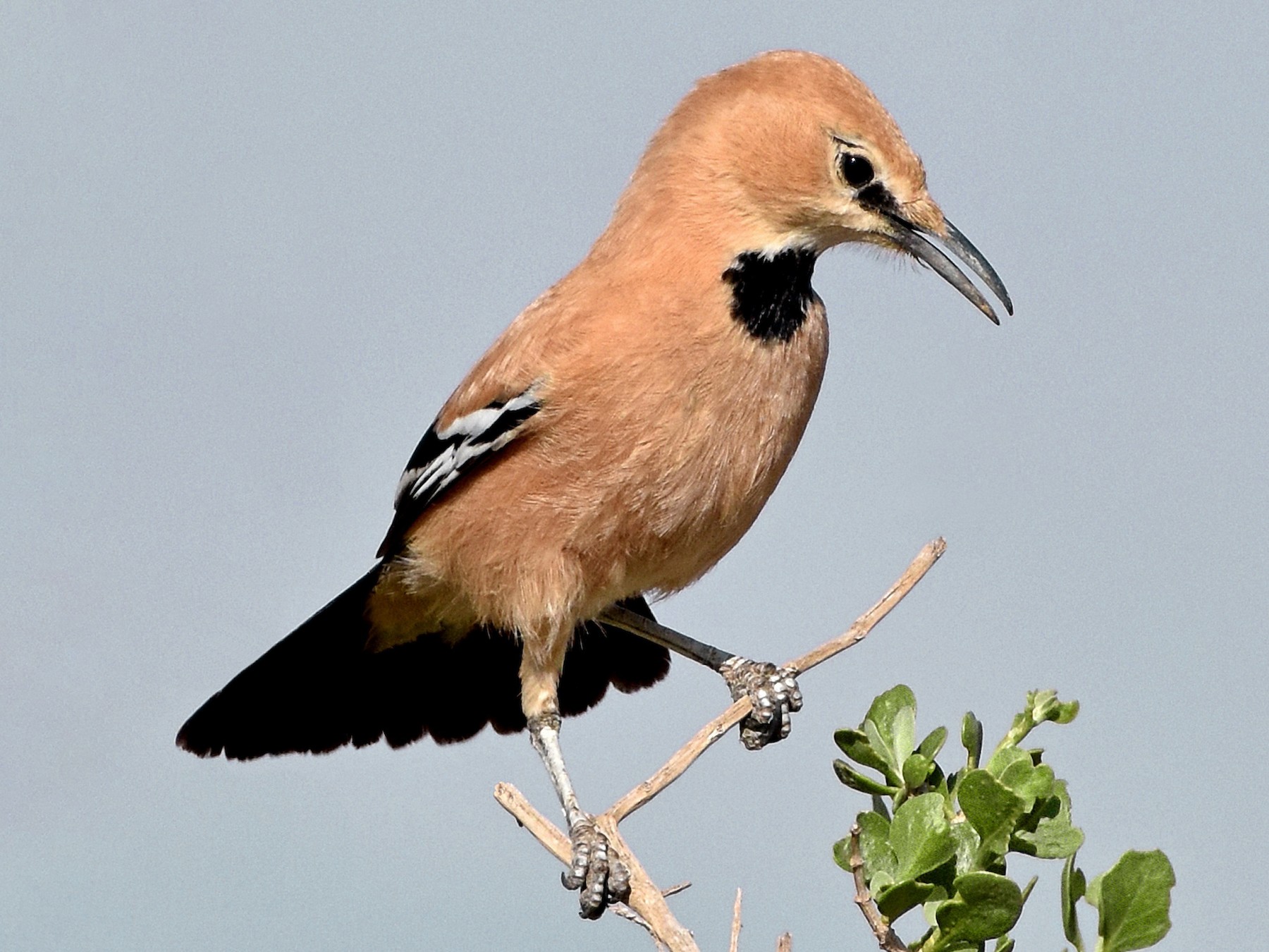 Iranian Ground-Jay - eBird