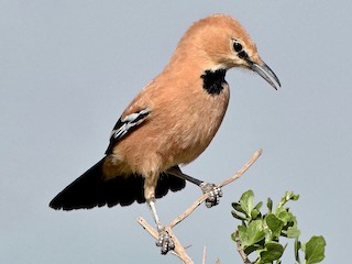 Iranian Ground-Jay - Podoces pleskei - Birds of the World