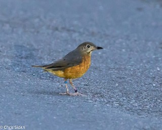 Everett's Thrush - Zoothera everetti - Birds of the World