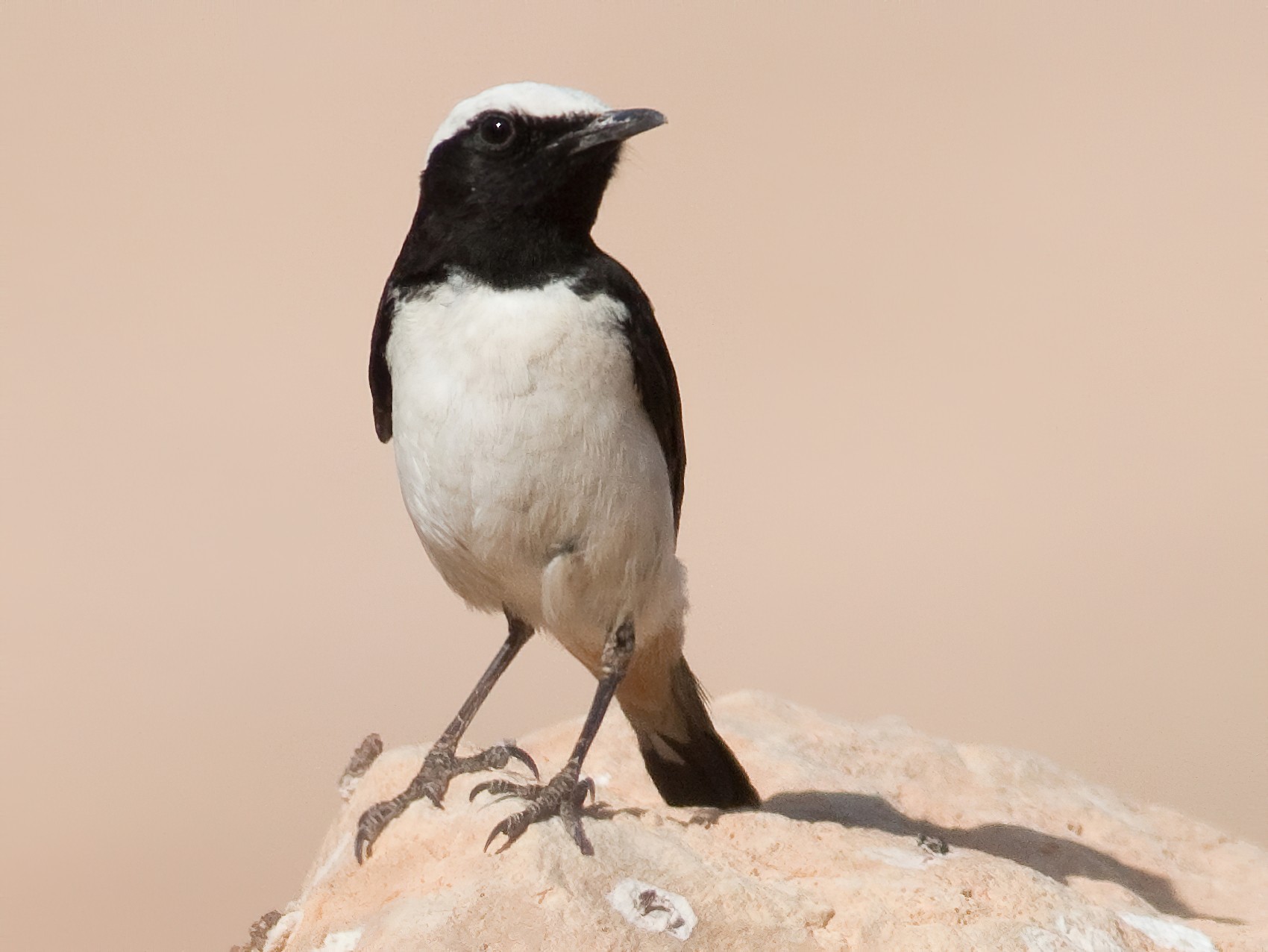 Arabian Wheatear - eBird
