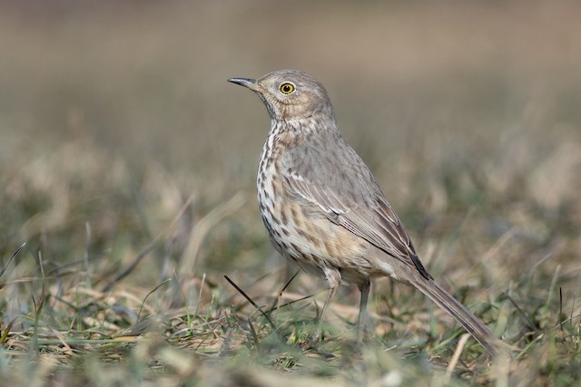 Sage Thrasher