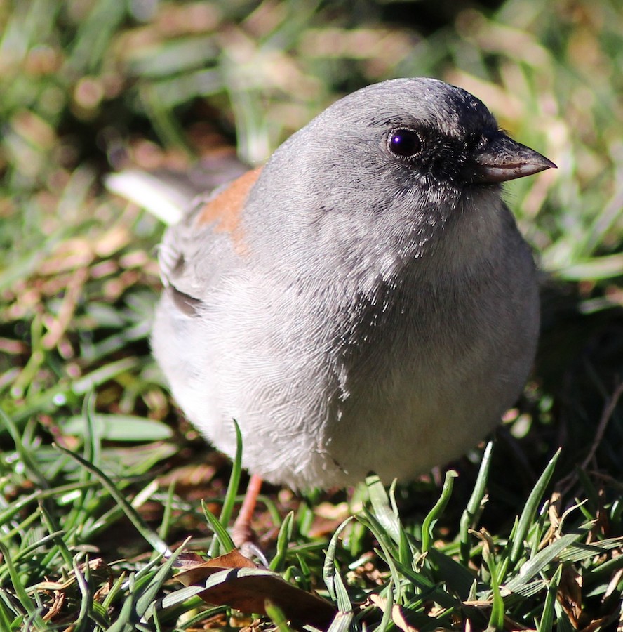 Dark-eyed Junco (Grey-headed x Red-backed) - eBird