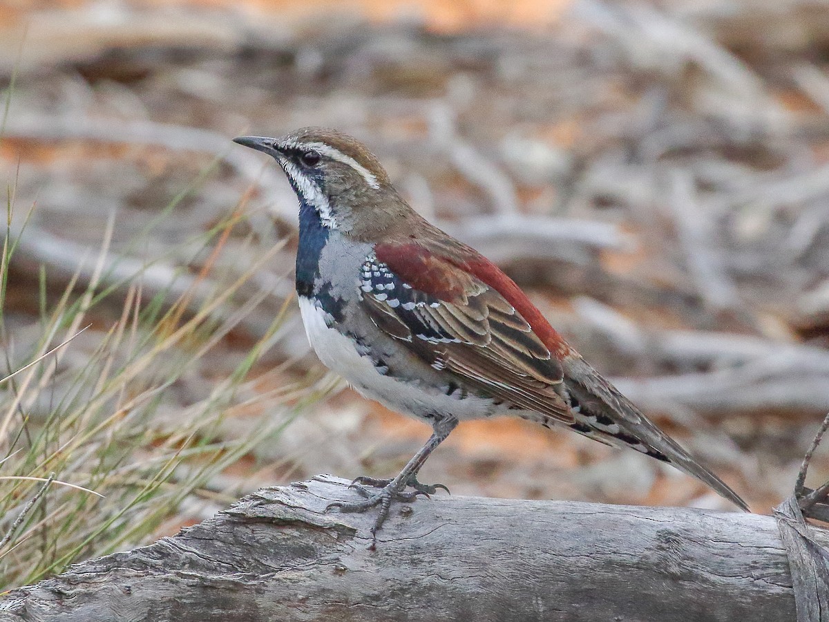 Chestnut Quail-thrush - Cinclosoma castanotum - Birds of the World