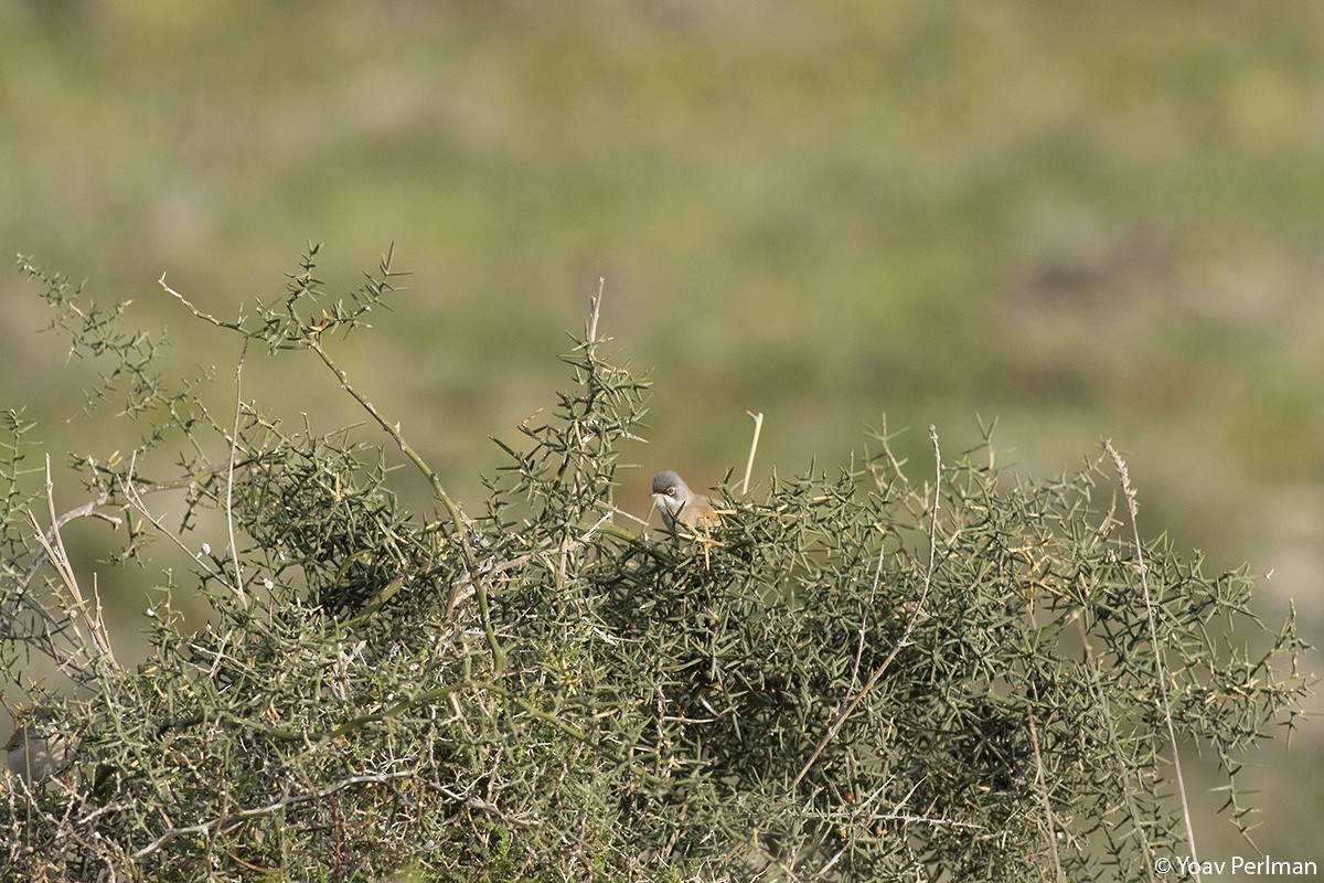 Israel Breeding Bird Atlas Checklist - 3 Mar 2021 - Lahav Reserve North ...