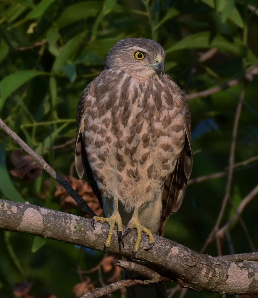 Shikra - Accipiter badius - Media Search - Macaulay Library and eBird