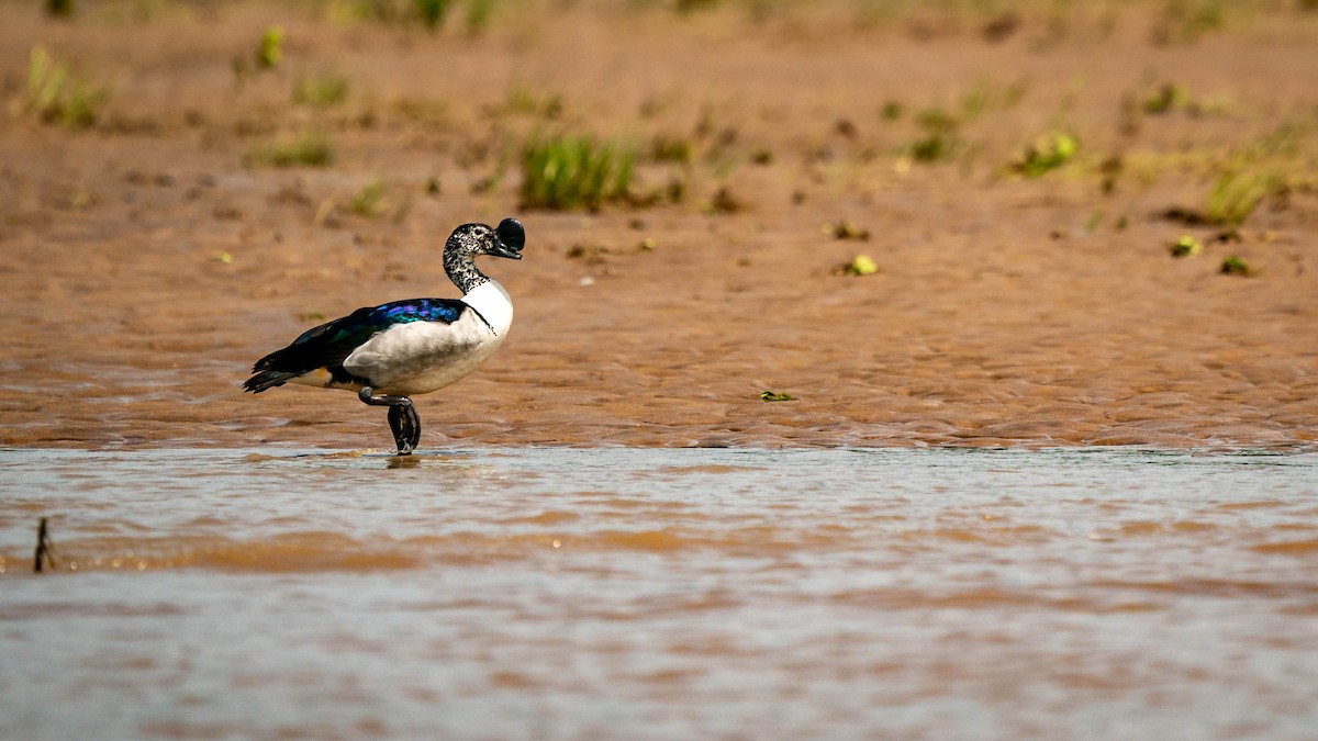 eBird Checklist - 17 Feb 2021 - Luambe NP - 33 species