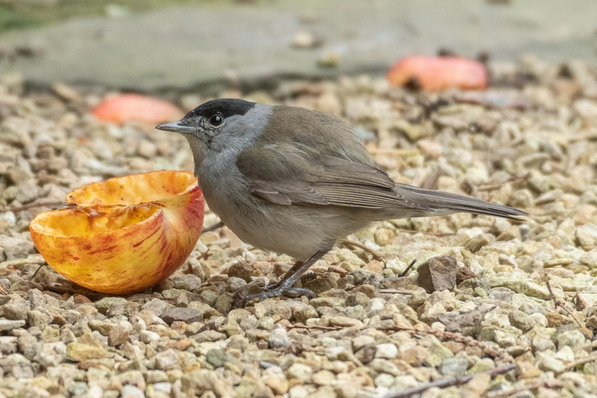 How bird feeders shape patterns of migration and ecomorphology in the ...