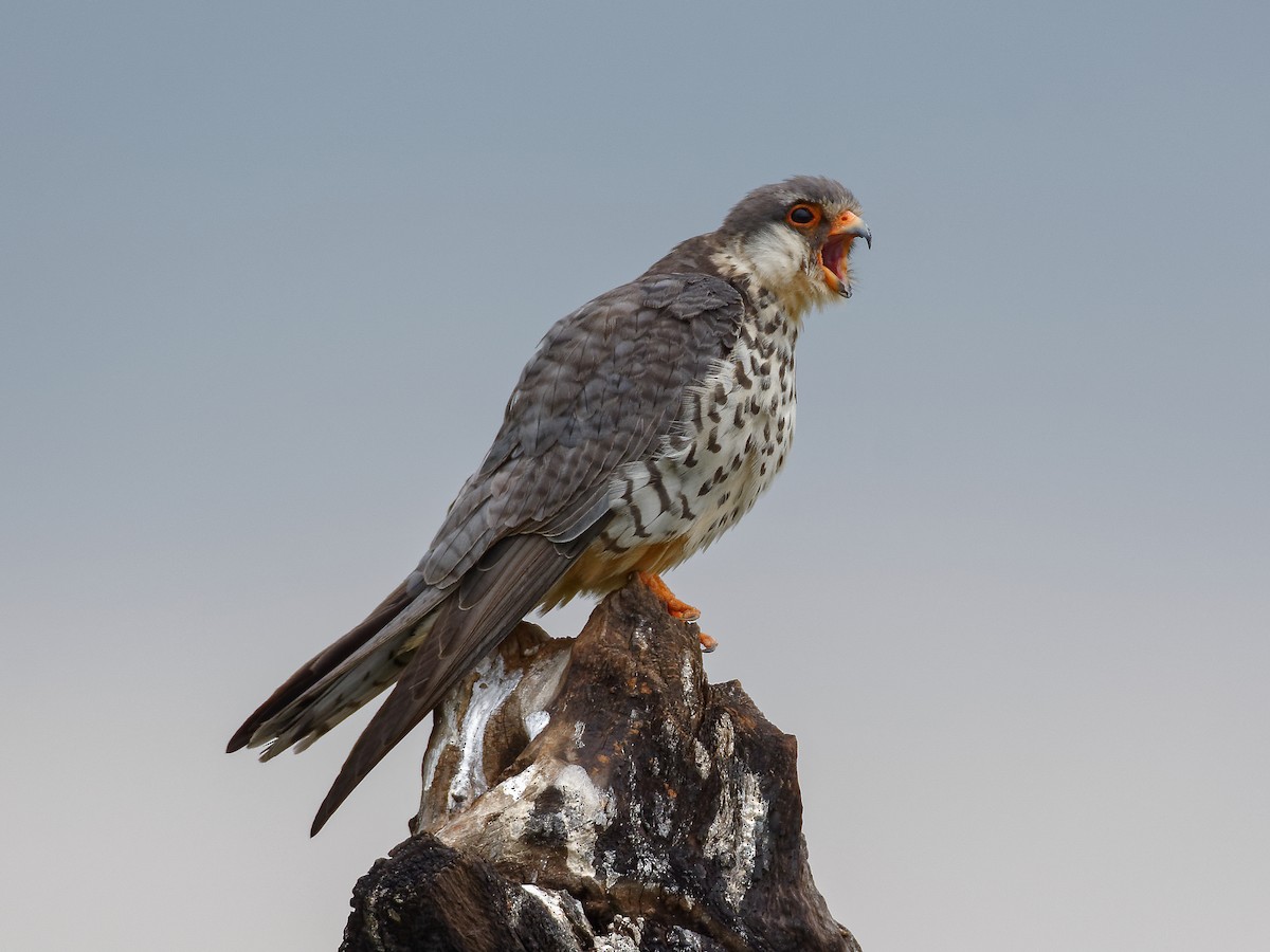 Amur Falcon - Falco amurensis - Birds of the World