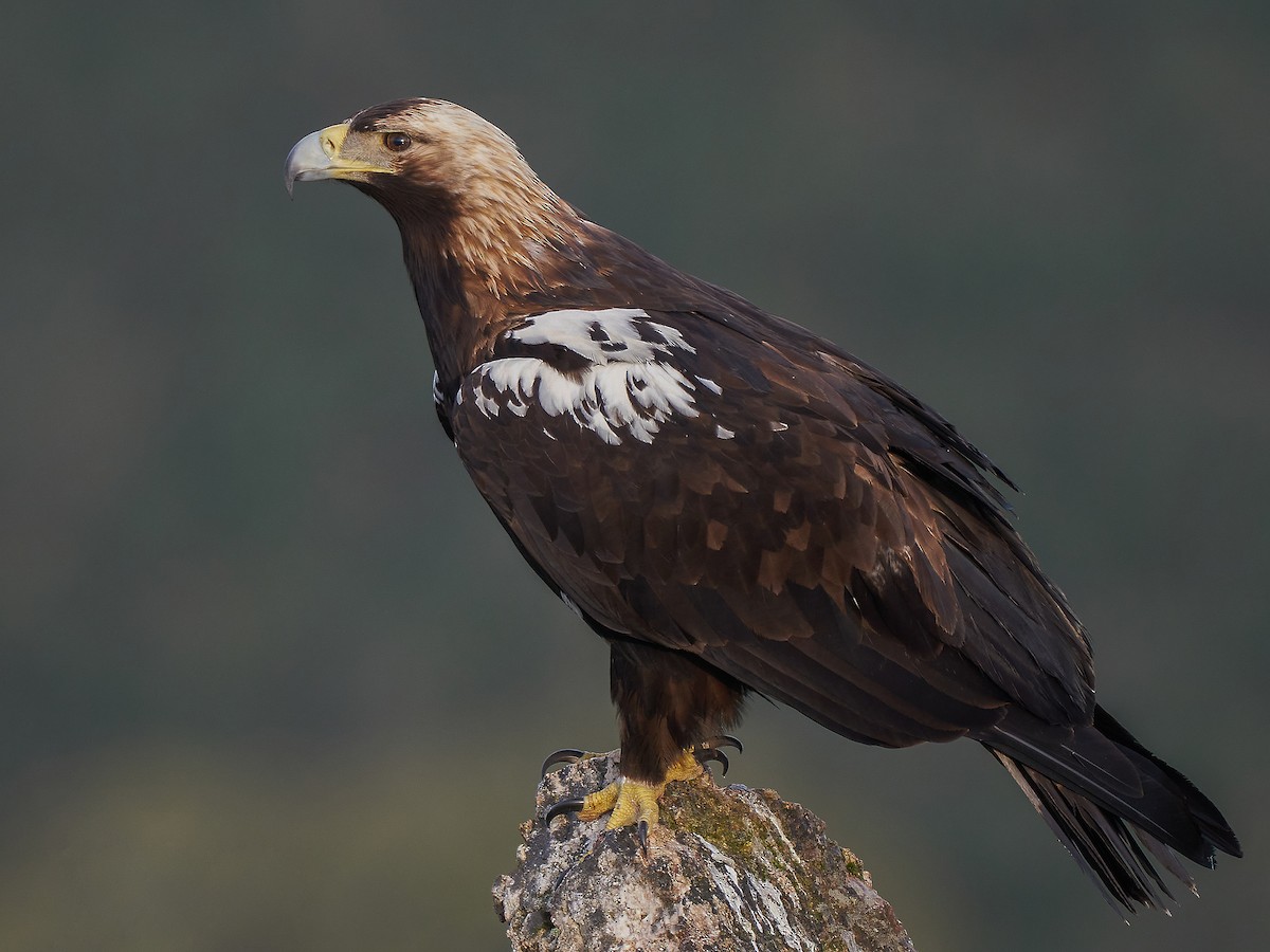 Spanish Eagle - Aquila adalberti - Birds of the World