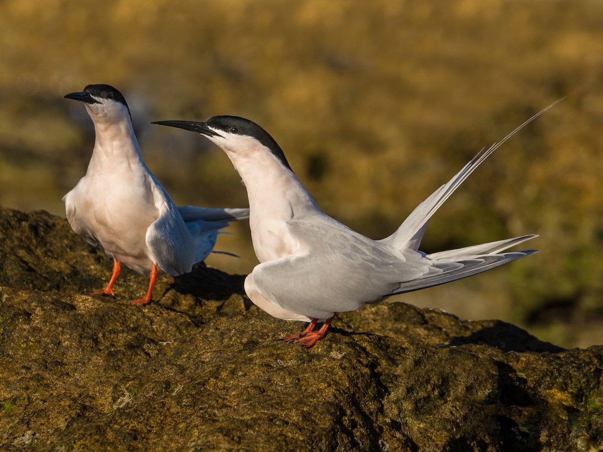 Roseate Tern - Sterna dougallii - Birds of the World
