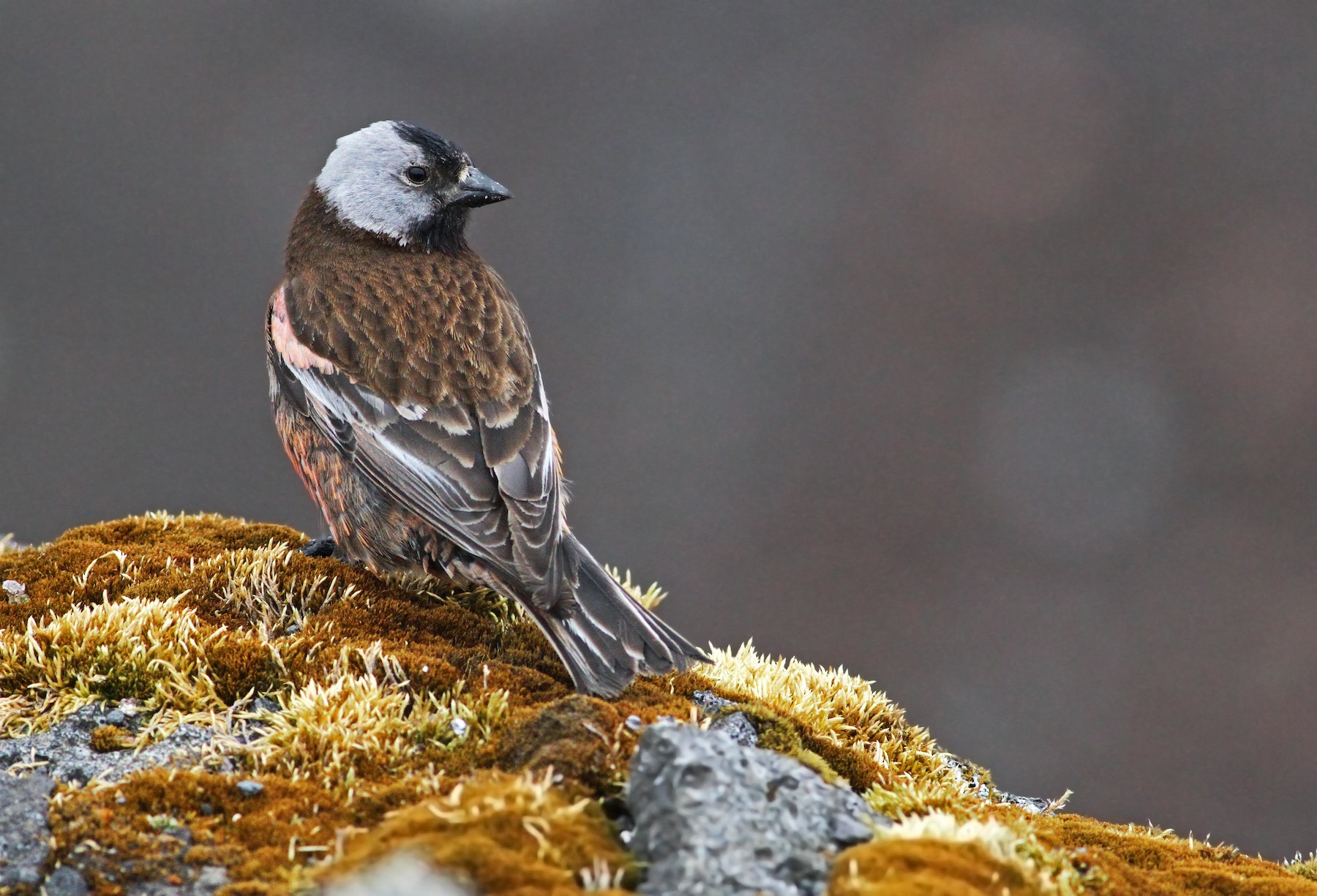 Grey-crowned Rosy Finch (Pribilof Is.) - eBird